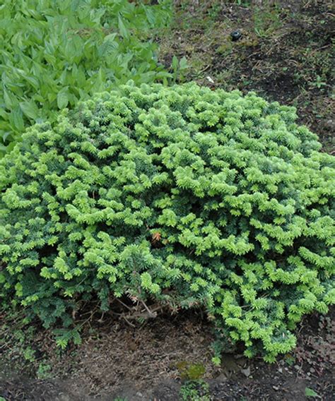 Dwarf Balsam Fir Leona Stone And Building Supply Ltd