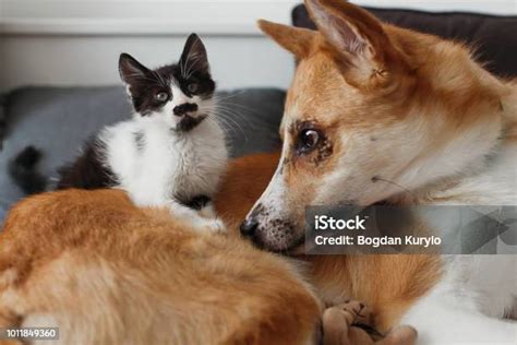 귀여운 고양이 세련 된 객실에는 베개와 침대에 큰 황금 개에 앉아 귀여운 흑인과 백인 고양이 고 강아지 재미 있는 감정을 함께