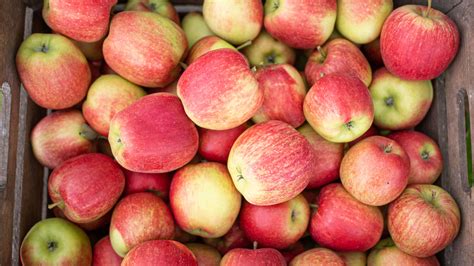 Obstanbau Betriebe Wetter App für den Apfel tagesschau de
