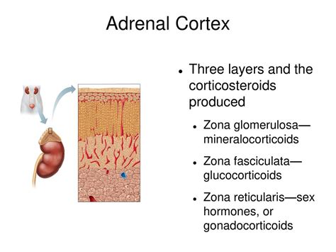 The Endocrine System Kandfeaturerelated Y Ppt Download