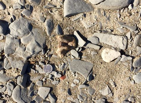 Mosasaur Vertebra Member Collections The Fossil Forum