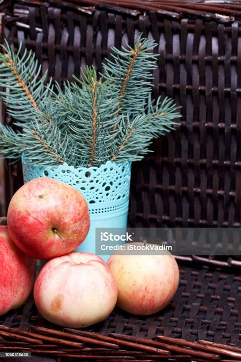 블루 스프루 스와 잘 익은 향기로운 사과의 지점 에 대 한 고리 버들 세공의 바구니의 배경 가문비나무에 대한 스톡 사진 및 기타 이미지 Istock