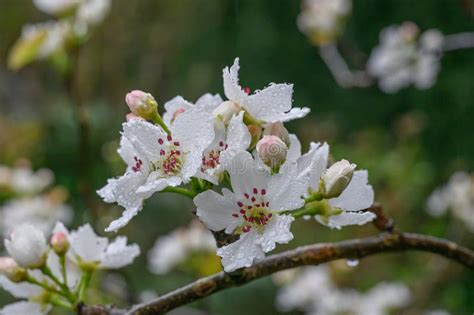 Asian Pear Pyrus Pyrifolia Kosui White Flowers Stock Image Image Of