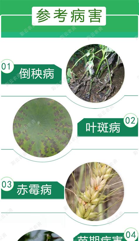 国光50多菌灵稻瘟病纹枯病菌核病赤霉病叶斑病苗期病害杀菌剂 阿里巴巴