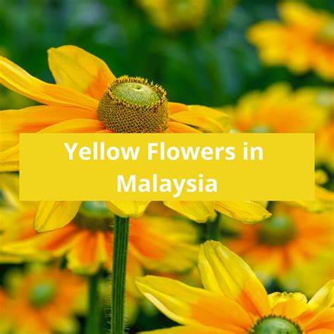 Yellow Flowers In Malaysia
