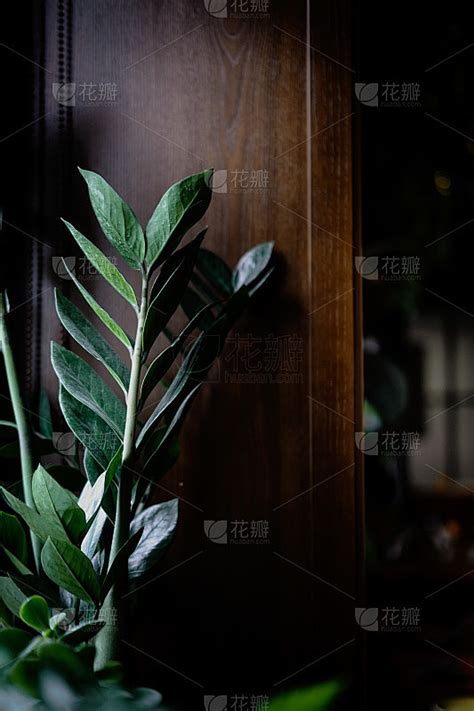 木色背景上的深绿色植物叶子