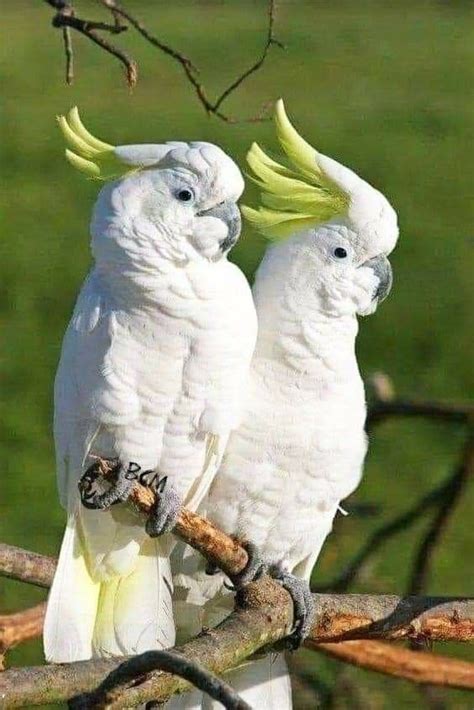 Желтохохлый Какаду Элеоноры | Animals beautiful, Pet birds, Animals matter