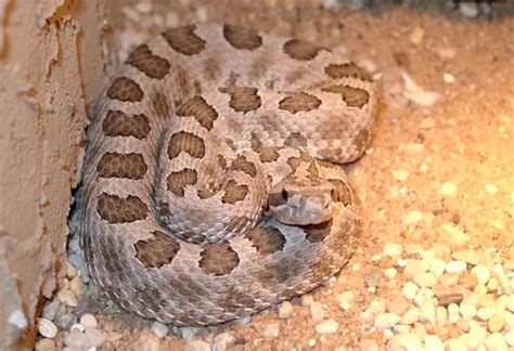 Sistrurus Catenatus Edwardsii Alchetron The Free Social Encyclopedia