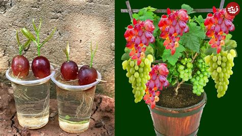 ویدئو چگونه دانه انگور را در خانه پرورش دهیم و به درخت انگور تبدیل کنیم؟