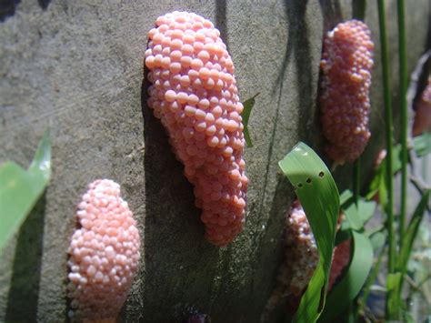 How To Breed Mystery Snails Hubpages