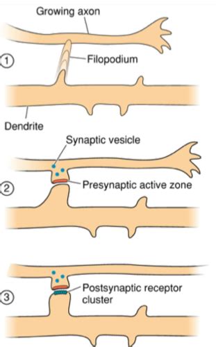 Zoo 523 Wiring The Brain Synaptogenesis And Synaptic Plasticity