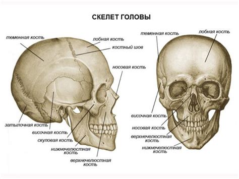 Будова черепа людини фото з описом російською латинською анатомія