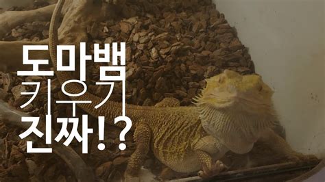 도마뱀 키워볼까요 ♡반려 파충류 키우기 Youtube