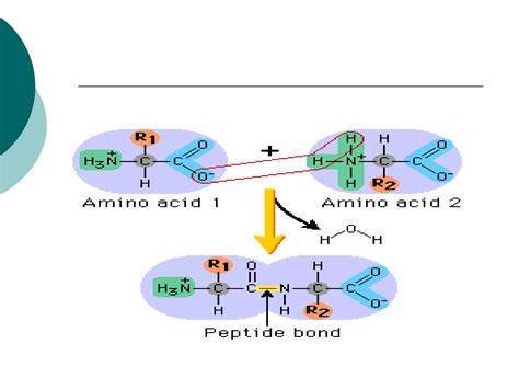 Protein Structure Pptx Ppt