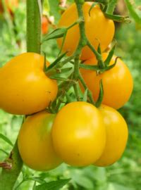 Comment faire pousser un plant de tomate cerise PRÊT A JARDINER