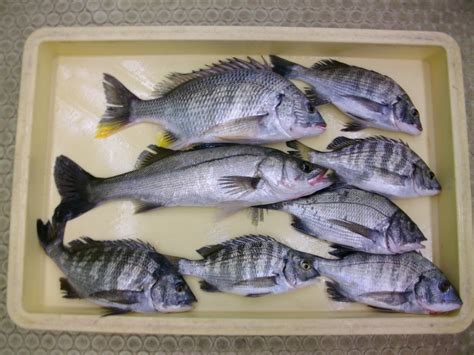 ※紀ノ川でフカセ釣り！！※ 和歌山の釣具えさ専門店 フィッシングクリモト 釣果速報