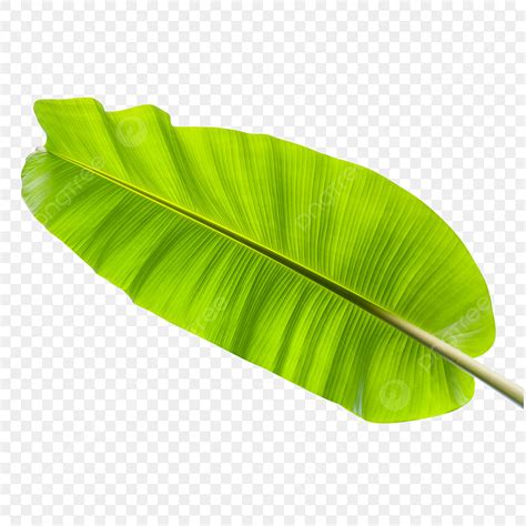 ใบตอง พื้นหลัง กล้วย สวยงามภาพ Png และ Psd สำหรับดาวน์โหลดฟรี