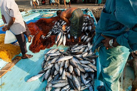 Fish Market Maldives By Stocksy Contributor Thomas Pickard Stocksy