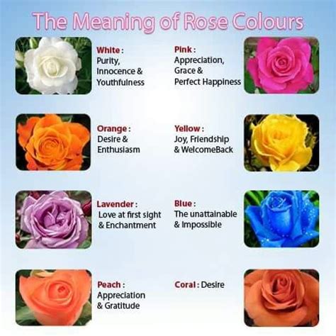Rose Color Meanings Rose Flower Colors Beautiful Rose Flowers Orange