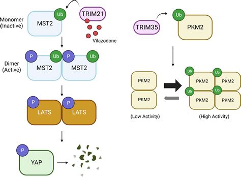 Trimming Away Colon Cancer Trim21 Mediated Ubiquitination As An