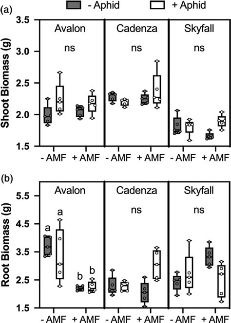 Biomass Of Three Wheat Cultivars Inoculated Or Not With An Arbuscular