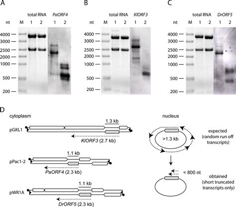 Northern Blot Analysis Of Immrna From Different Genetic Download
