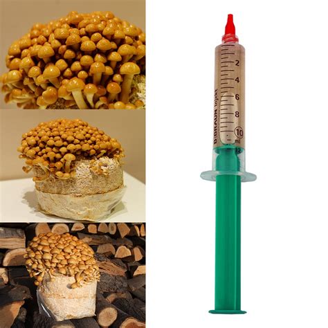 Grzybnia W Płynie Nameko 10ml Poliota Nameko Gpn • Cena Opinie