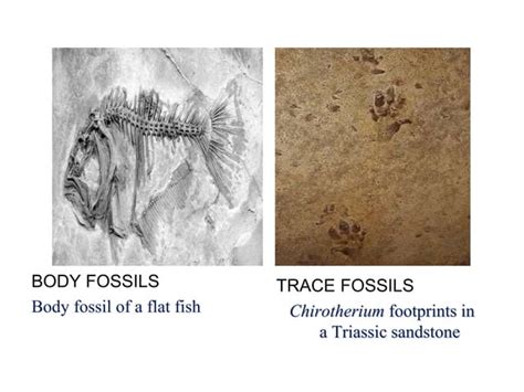 Fossils Fossilization Ppt Geology Science