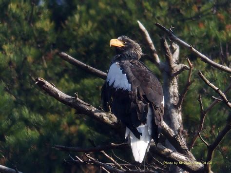 オオワシ 大鷲 Steller s Sea Eagle Haliaeetus pelagicus 野鳥アルバム 日本の鳥
