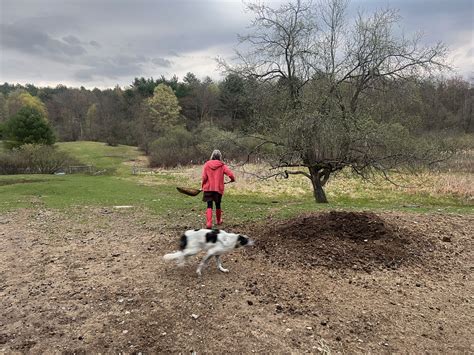 A Video Of A Video Marias Daily Journey To The Heart Of Bedlam Farm