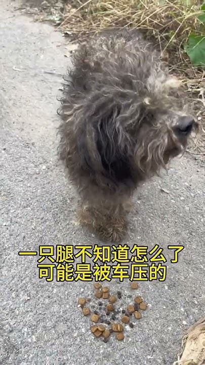 狗是人类最忠诚的朋友 万物皆有灵性 热门 流浪狗 流浪狗救助 Youtube