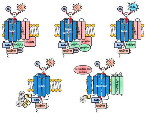 Antioxidants Special Issue Reactive Oxygen Species In Different