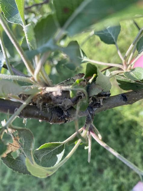 Is This A Bag Worm There Are Normal Bag Worms On The Tree But They