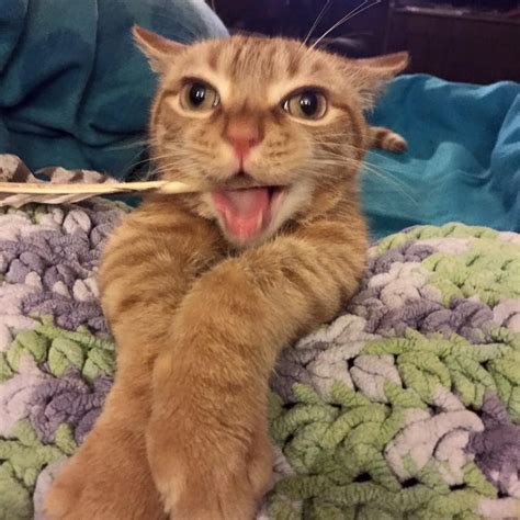 A Rescue Ginger Cat Turns His Disability Into Happiness And Just Keeps