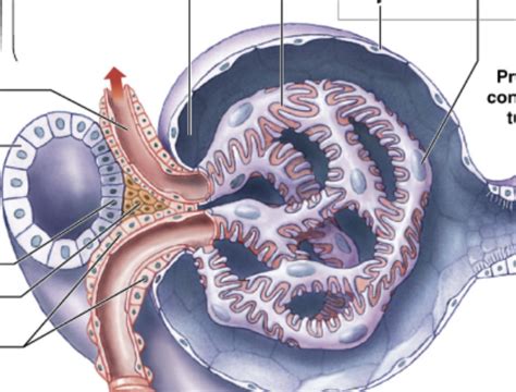 Juxtaglomerular Apparatus Diagram Quizlet