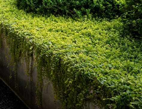 铺地锦竹草图片b5 常绿地被图片素材 花瓣网