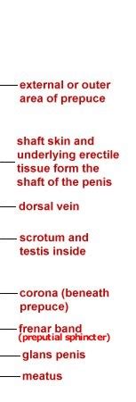 Qbmans Pro Foreskin Site Not Just A Flap Of Skin