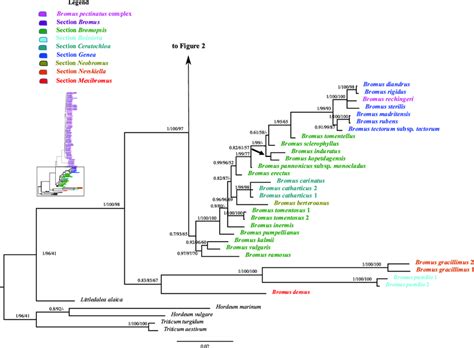 A Portion Of The Majority Rule Consensus Tree Inferred From Bayesian Download Scientific