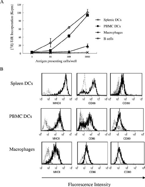 Morphology Of Bovine Splenic Dcs Immature Dcs Immediately After