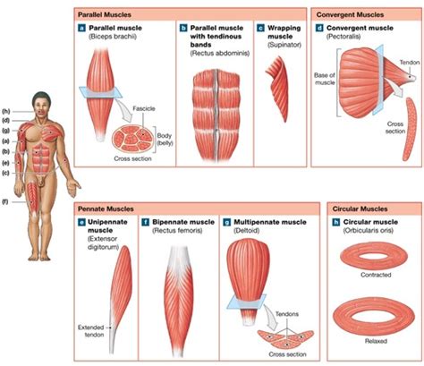 BIOL 2401 Unit 3 Lecture Exam Ch 11 Flashcards Quizlet