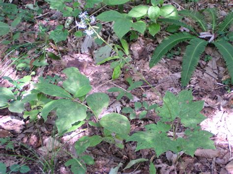 オクモミジハグマ自然大好き山オヤジの月山だより