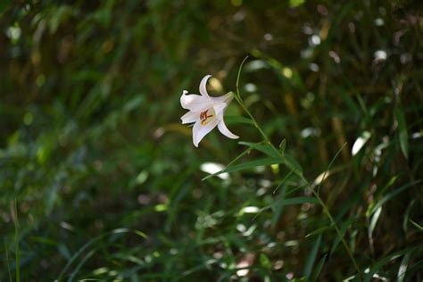 比丘尼の花 新城市 2017 06 05 クーの風に吹かれて3
