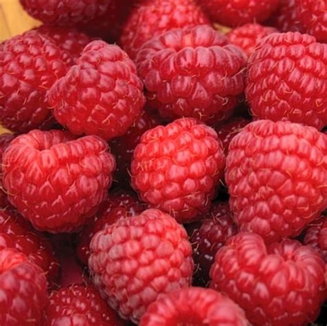 Mid Season Raspberry Rubus Idaeus Nova Almost Thornless