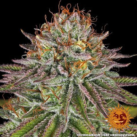 Critical Kush Strain Seeds Barneys Farm Usa
