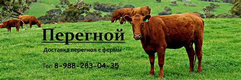 Перегной Краснодар | Купить | Цена | Доставка | Доставляем перегной в ...