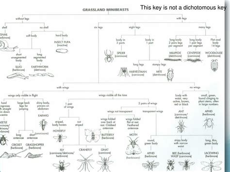 Dichotomous Key In Insects At Stefan Robinson Blog