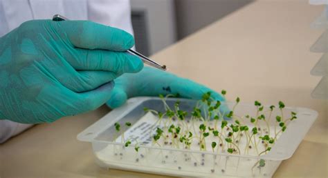 Akshay Seed About Us Expertise In Agricultural Solutions