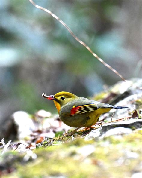 Yutami Oyaji これは🦜 今日はベニマシコに出会いに行きました が、別の子に出会って🦜🦜 これ何⁈綺麗なんですけど