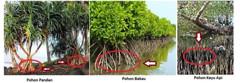 Pohon Kayu Api 43 Koleksi Gambar
