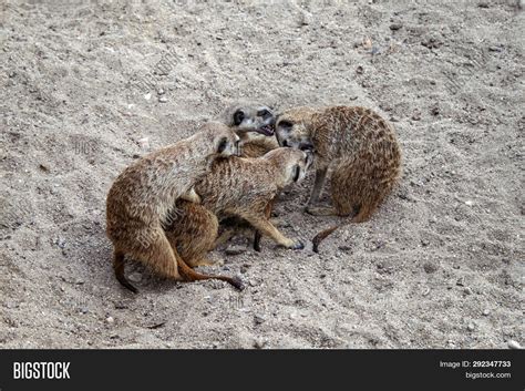 Gopher Rodent Game Image And Photo Free Trial Bigstock